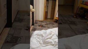 Кот играет с ребёнком в догонялки