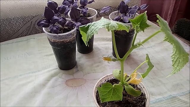 огурец молодец,лекарство для красавиц