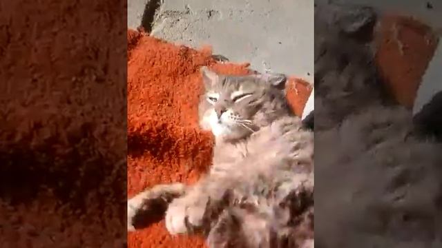 задыхается кошка