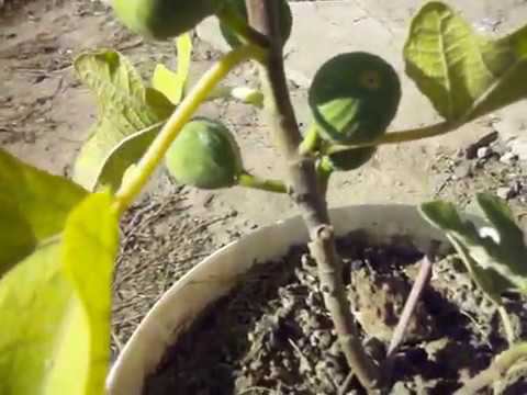 Дозревание ИНЖИРА, эксперимент