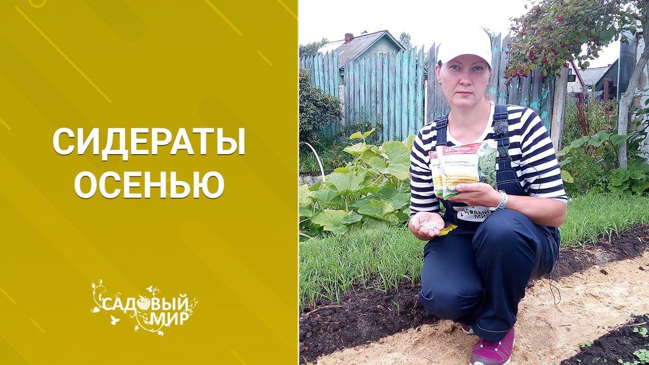 Сидераты осенью для клубники и не только. Какие лучше вносить