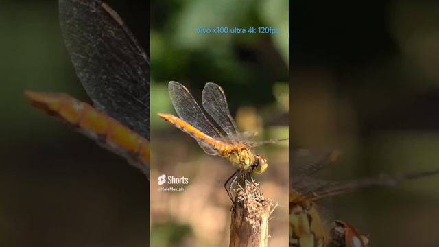 Slowmo Vivo x100 ultra