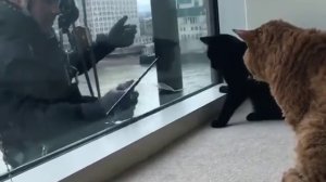 Поиграл с котейкой
