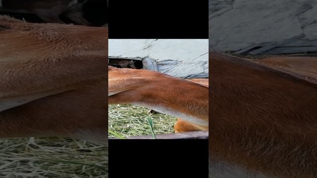 ЛПХ   Лунная долина