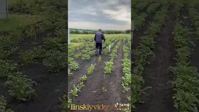 Новая сборка! Колорадо бой.