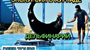 Экскурсия в Хургаде. Дельфинарий. Deebtours24.online