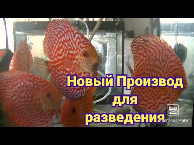 Правильный Карантин Новой Рыбы.