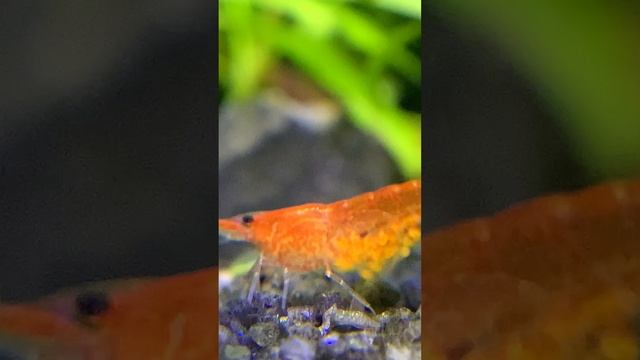 Забавные аквариумные креветки видео