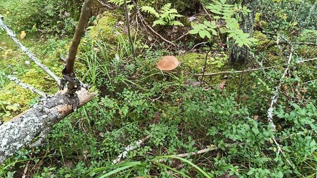 За беллыми...