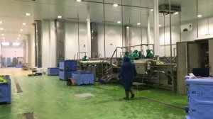 Завод по переработке и мойке зелени