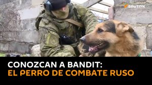 Bandit, el perro de combate ruso en el frente de la operación especial