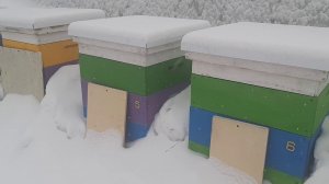 31.01.2019г. Пасека готова к морозам - 30 и ниже.