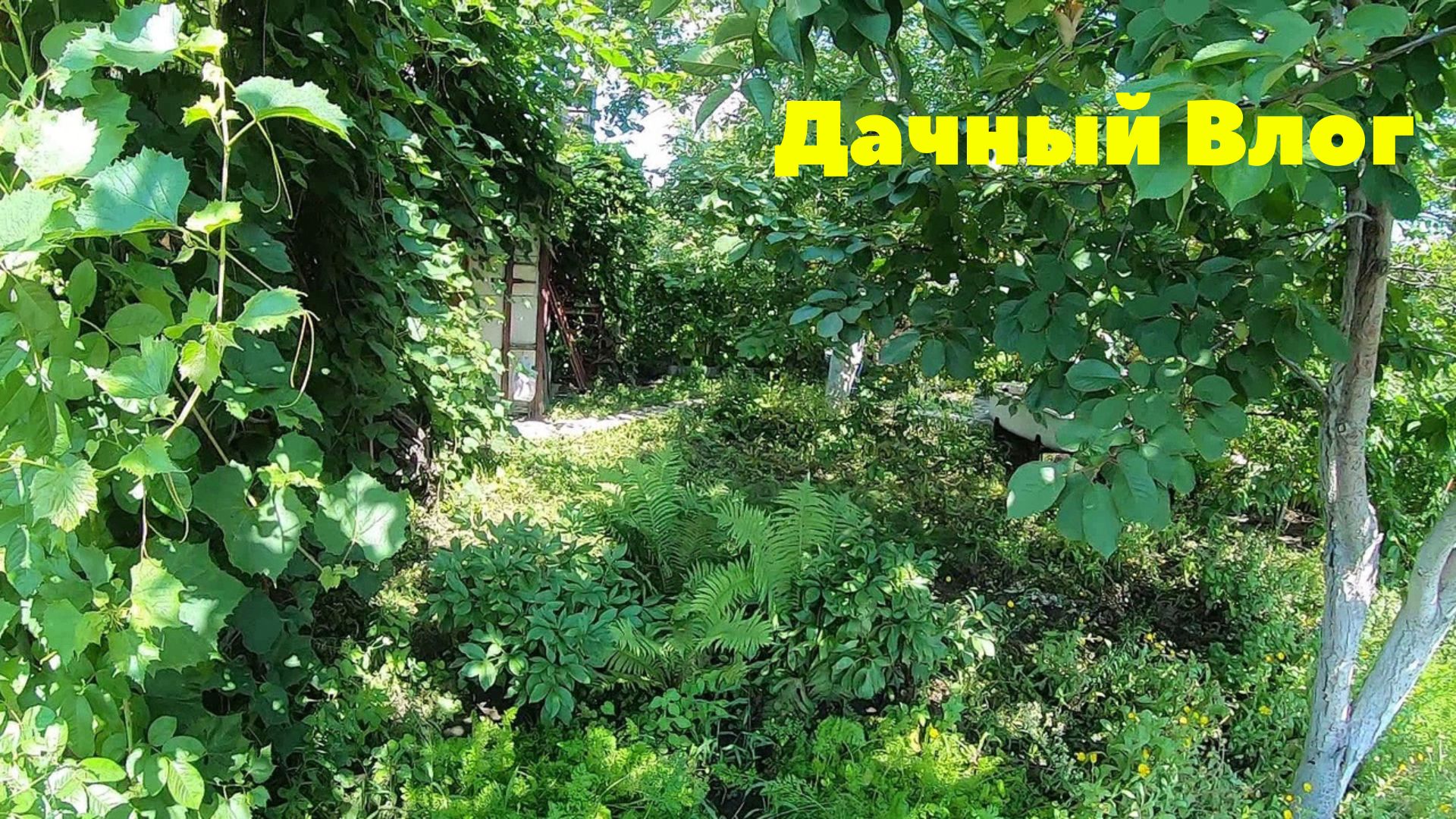 Приехали на дачу. Встреча с родственниками. На ужин шашлык и прочие вкусности. Август 2022