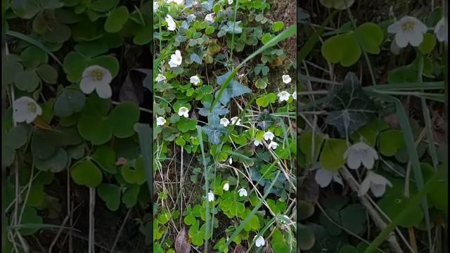 Primrose, wood-sorrel and viola