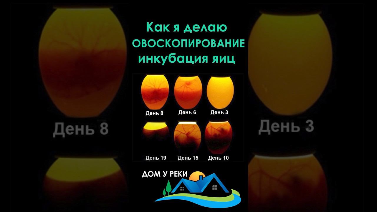Овоскопирование куриных яиц #домуреки #инкубатор #инкубацияяиц #эксперимент #жизньвдеревне