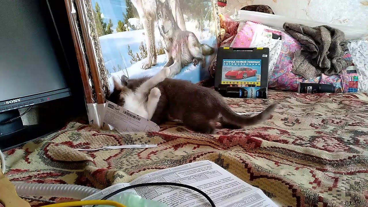 Котята