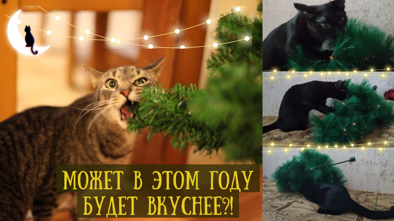 Первое знакомство Миши с ёлкой. Миша пробует новый год на вкус!