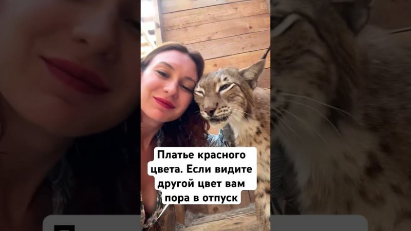Кто тут в отпуск опаздывает? Ваш вагон еще вас ждет! #cat #животные