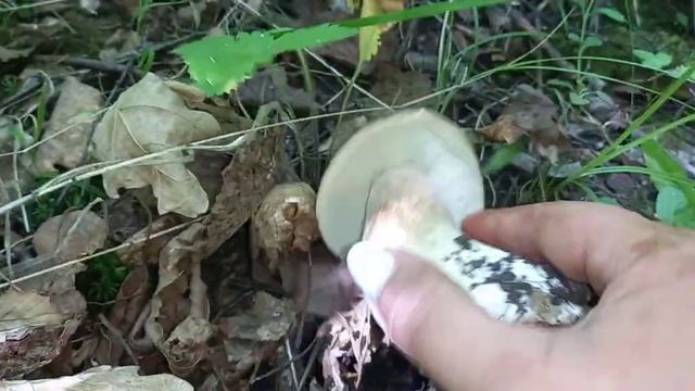 ‼️СБОР БЕЛЫХ ГРИБОВ??‼️