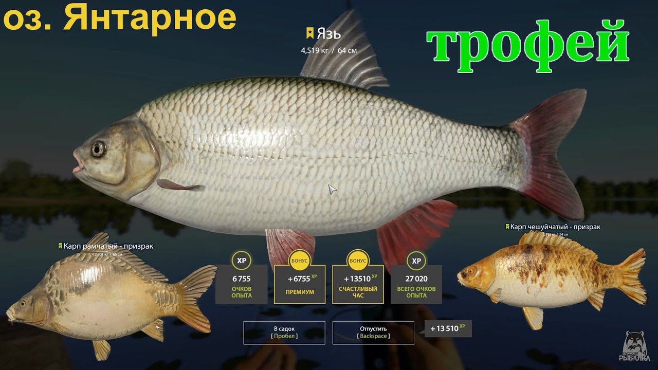 Русская рыбалка 4 / оз. Янтарное / Язь (трофей) на кукурузу, 550 за час, разноцветные карпы ловятся
