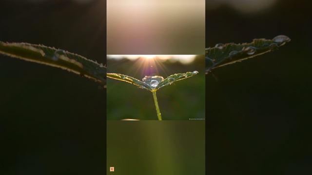 Я расскажу вам Сказку