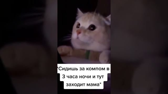 Когда Мама спалила #кот # Мама #спалила #комп #Юмор #угар #ночь #mems