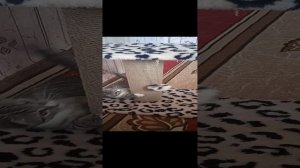 играю?
