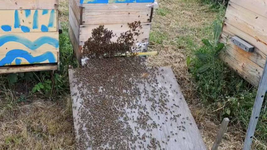 Опять вышел рой. Разместил его в соответствии с советом опытного пчеловода