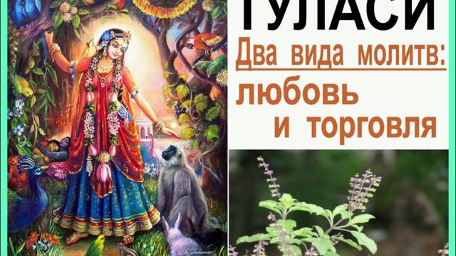 ТУЛАСИ