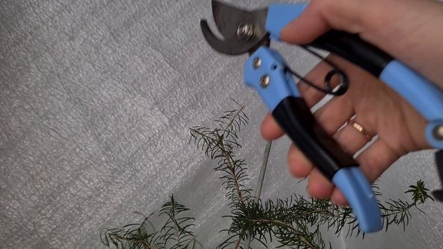 Мелалеука альтернифолия 8