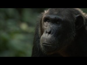 Шимпанзе затерянного ущелья (Chimps of the Lost Gorge) 