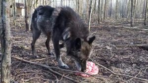 У самого популярного ВОЛКА в мире ЮБИЛЕЙ, 5 лет. Акела ТАЛИСМАН.