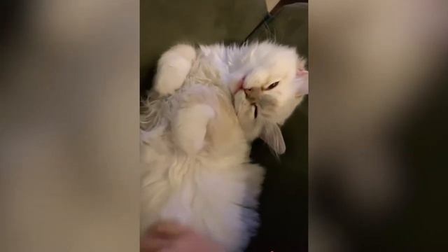Самые смешные животные-2.mp4