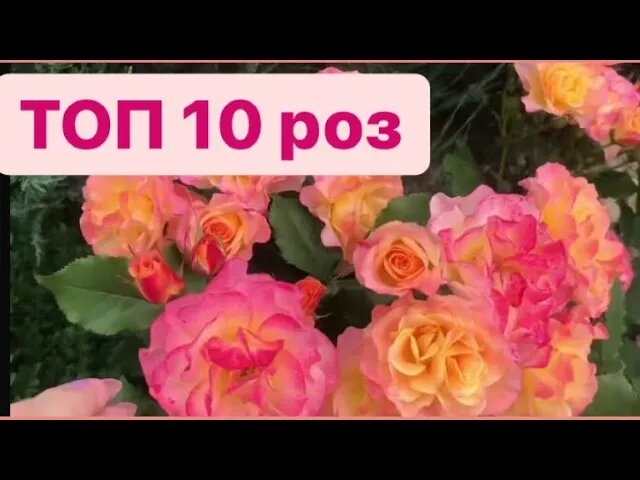Десятка роз для парадной зоны ?.mp4
