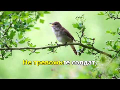 Соловьи