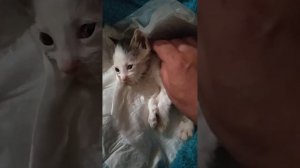 Волонтер очень ждет консультацию относительно этого котенка