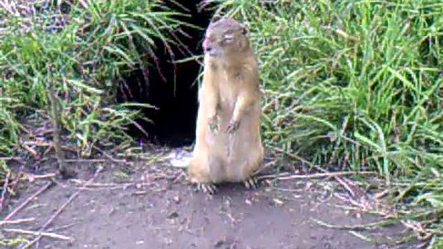 Храбрый алтайский емуранка