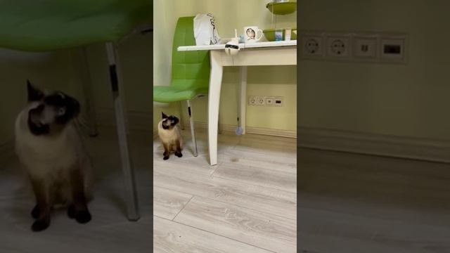 Игрушка для кота Барбоскина