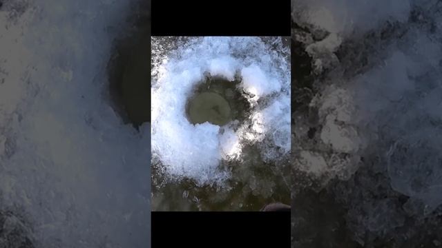 Ловля судака на балансир на малой глубине