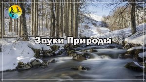 Релаксация 😴 Красивый зимний лес с шумом небольшого горного ручья 🌿 Уютное Пение Птиц От Стресса