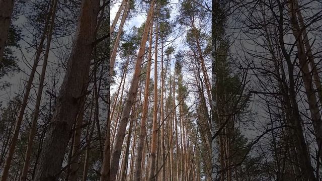 Лес2