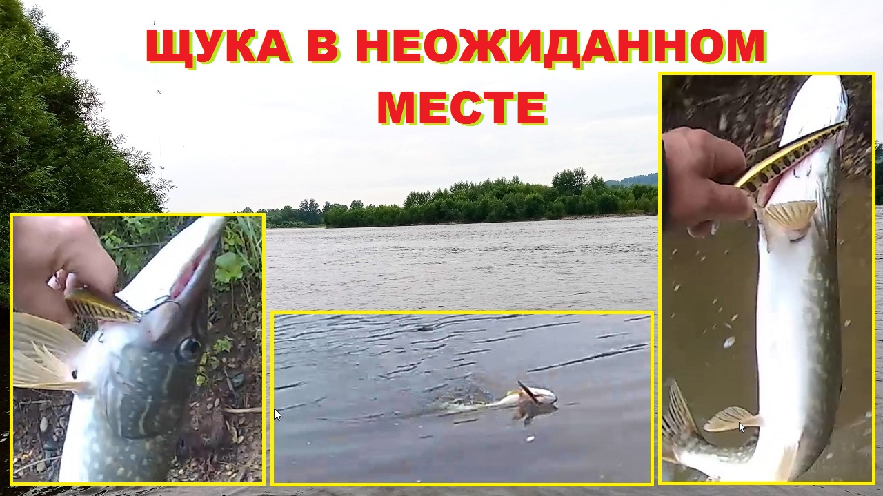 Щука в неожиданном месте!
