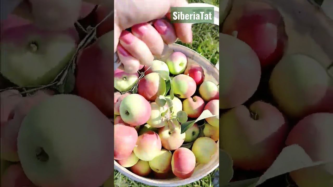 СВОИ ДОМОРОЩЕННЫЕ - САМЫЕ ПОЛЕЗНЫЕ, ждем дачного сезона♥️ #shortvideo #shorts