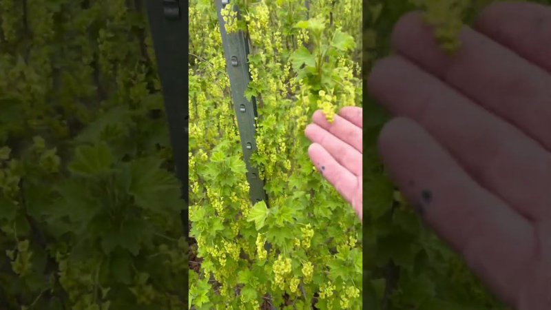 Redcurrant. Красная смородина. #agriculture
