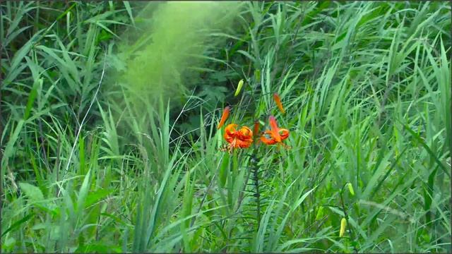 Лилии, лилейники.