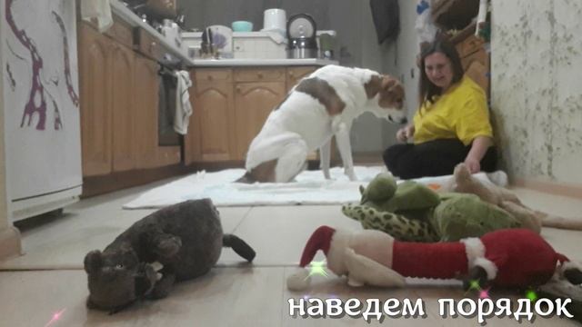 Игры с собаками / Домовенок /выдержка / самоконтроль / собирай игрушки