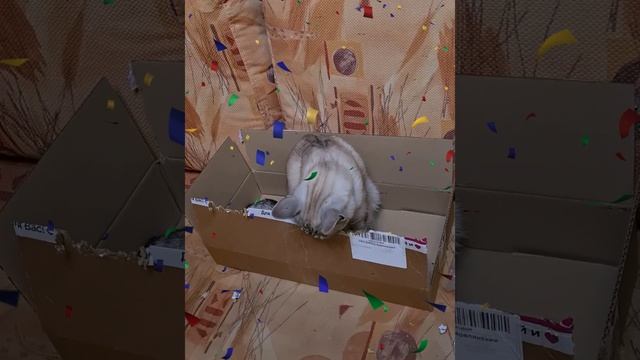 Сема-дегустатор