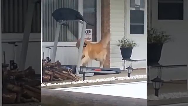 Хороший мальчик гуляет, пока идет дождь.mp4