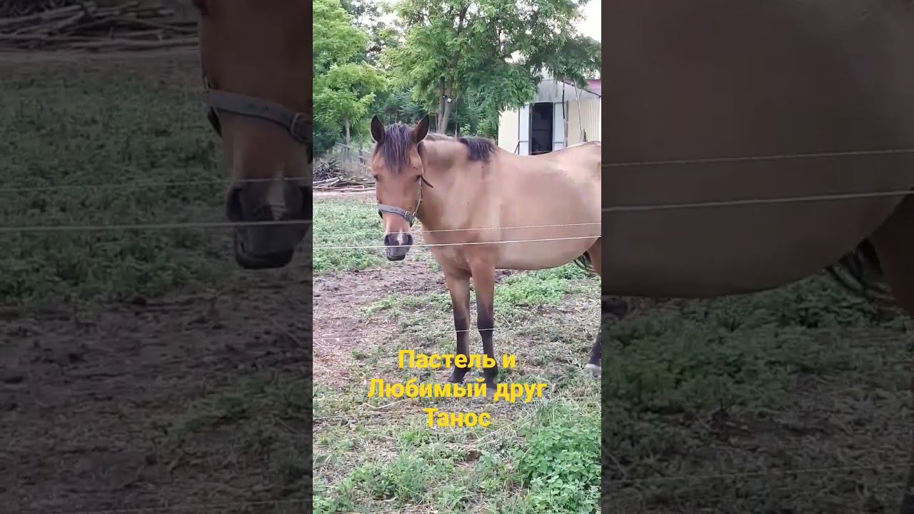 Стелла и Танос