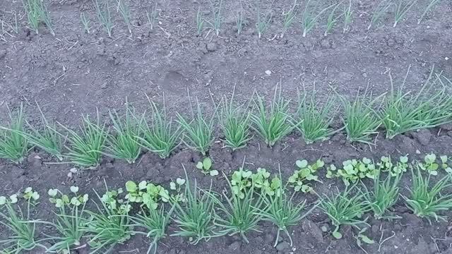 Мой огород))) Архив от 29.05.2022г.